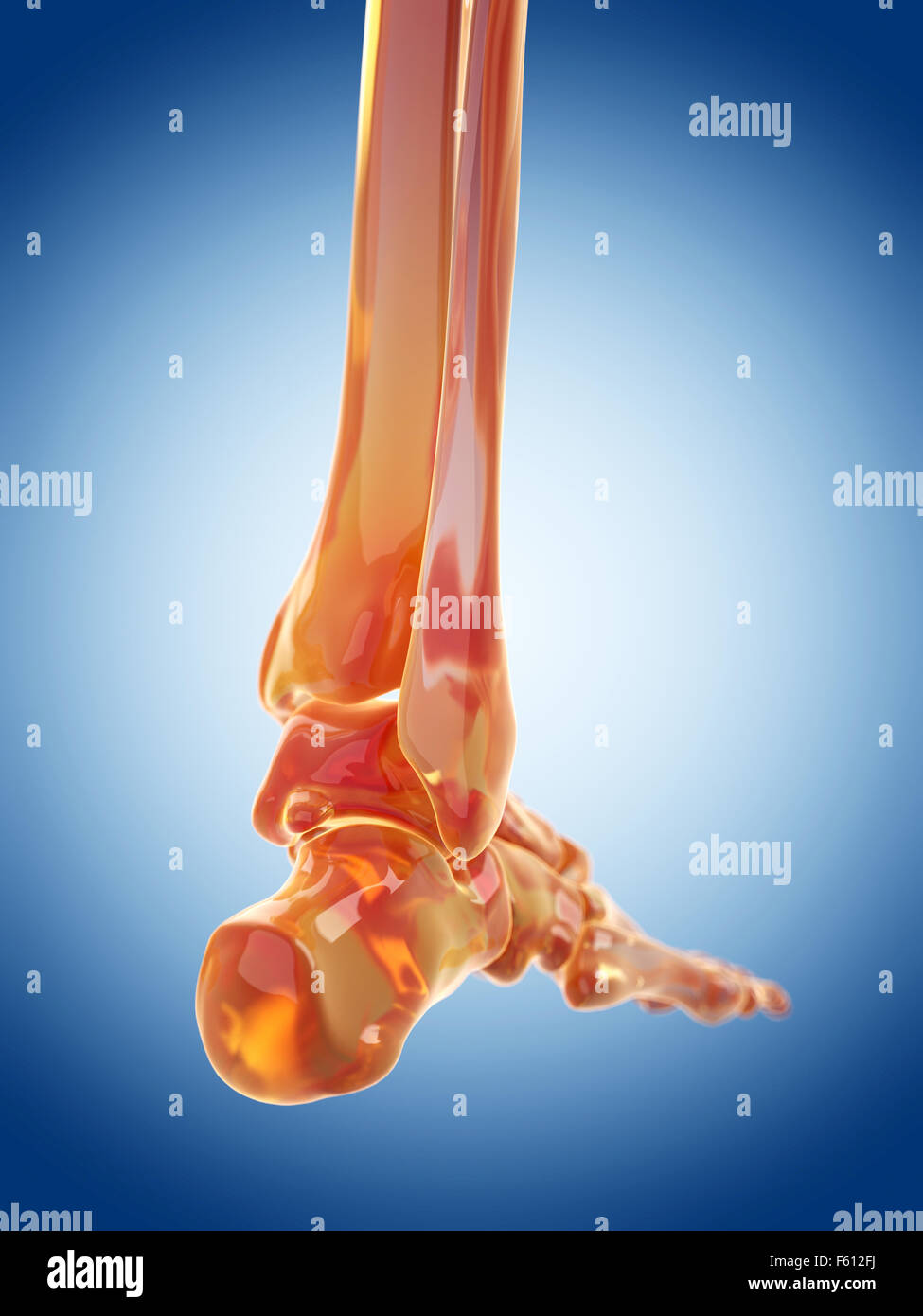 Fuß anatomie knochen -Fotos und -Bildmaterial in hoher Auflösung – Alamy