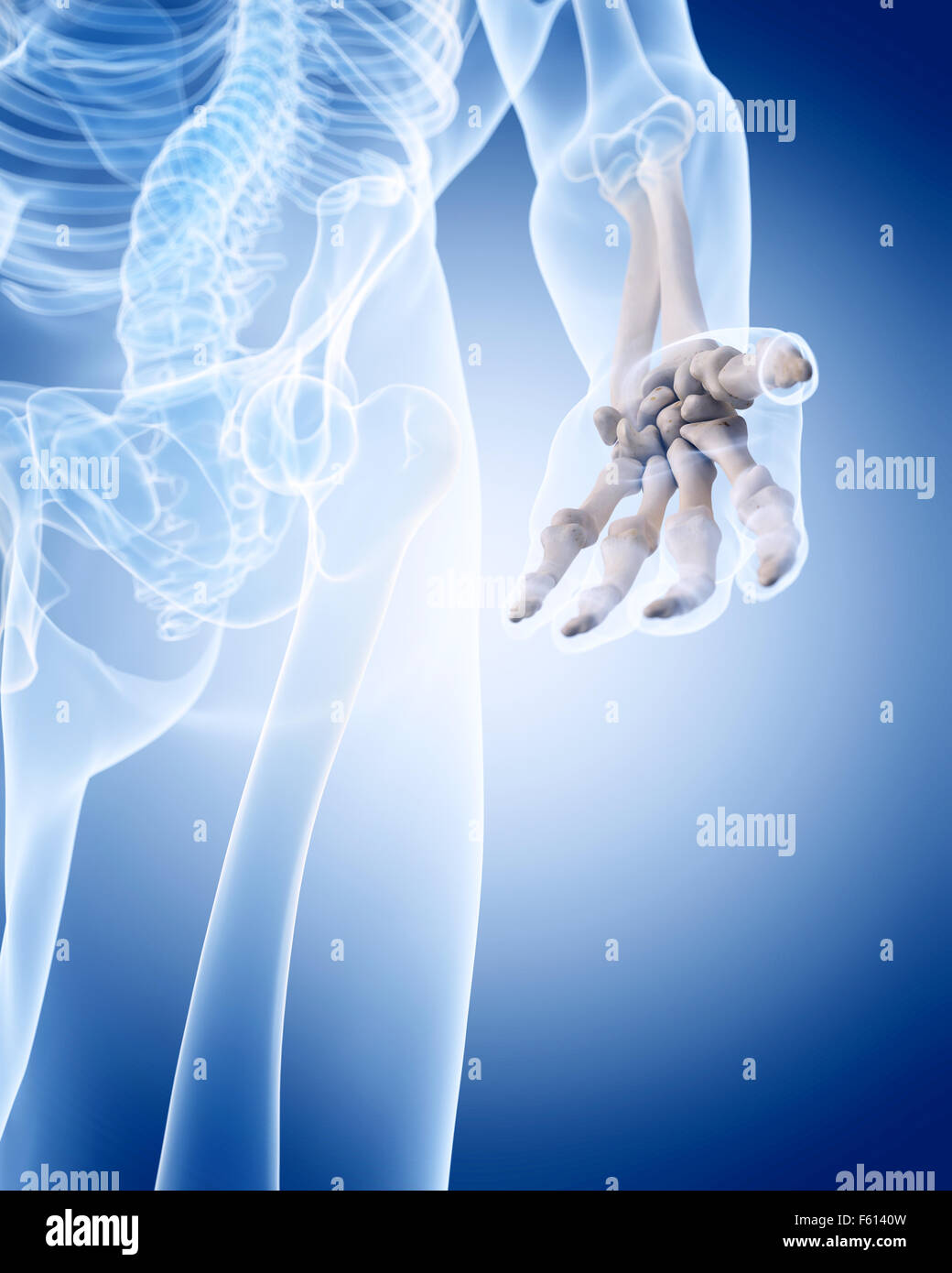 Skelett Der Menschlichen Hand Stockfotos und -bilder Kaufen - Alamy