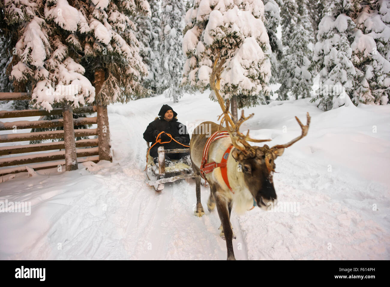 Reindeer race finnish lapland -Fotos und -Bildmaterial in hoher ...