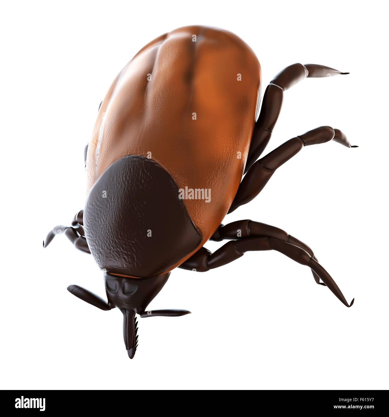 Anatomie des insectes Ausgeschnittene Stockfotos und -bilder - Alamy