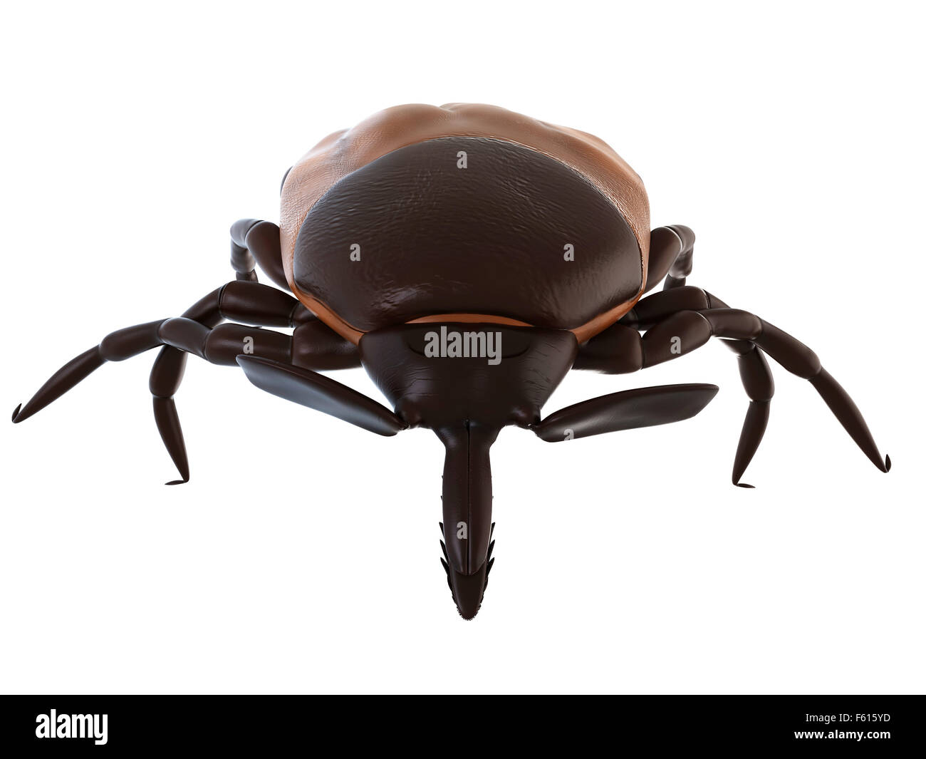 Anatomie des insectes Ausgeschnittene Stockfotos und -bilder - Alamy