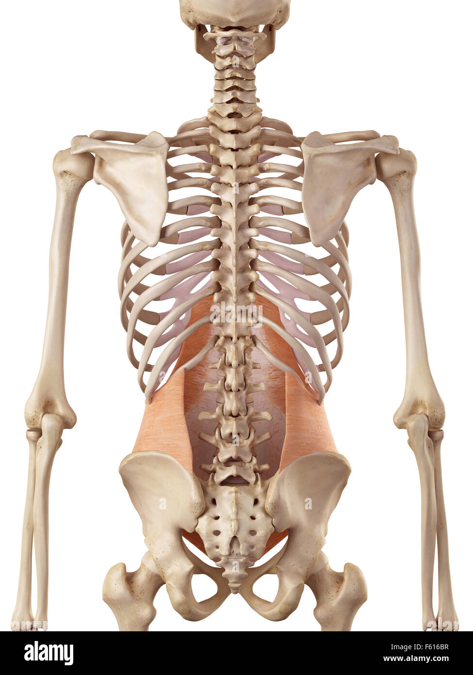 Transverse Abdominis 3d