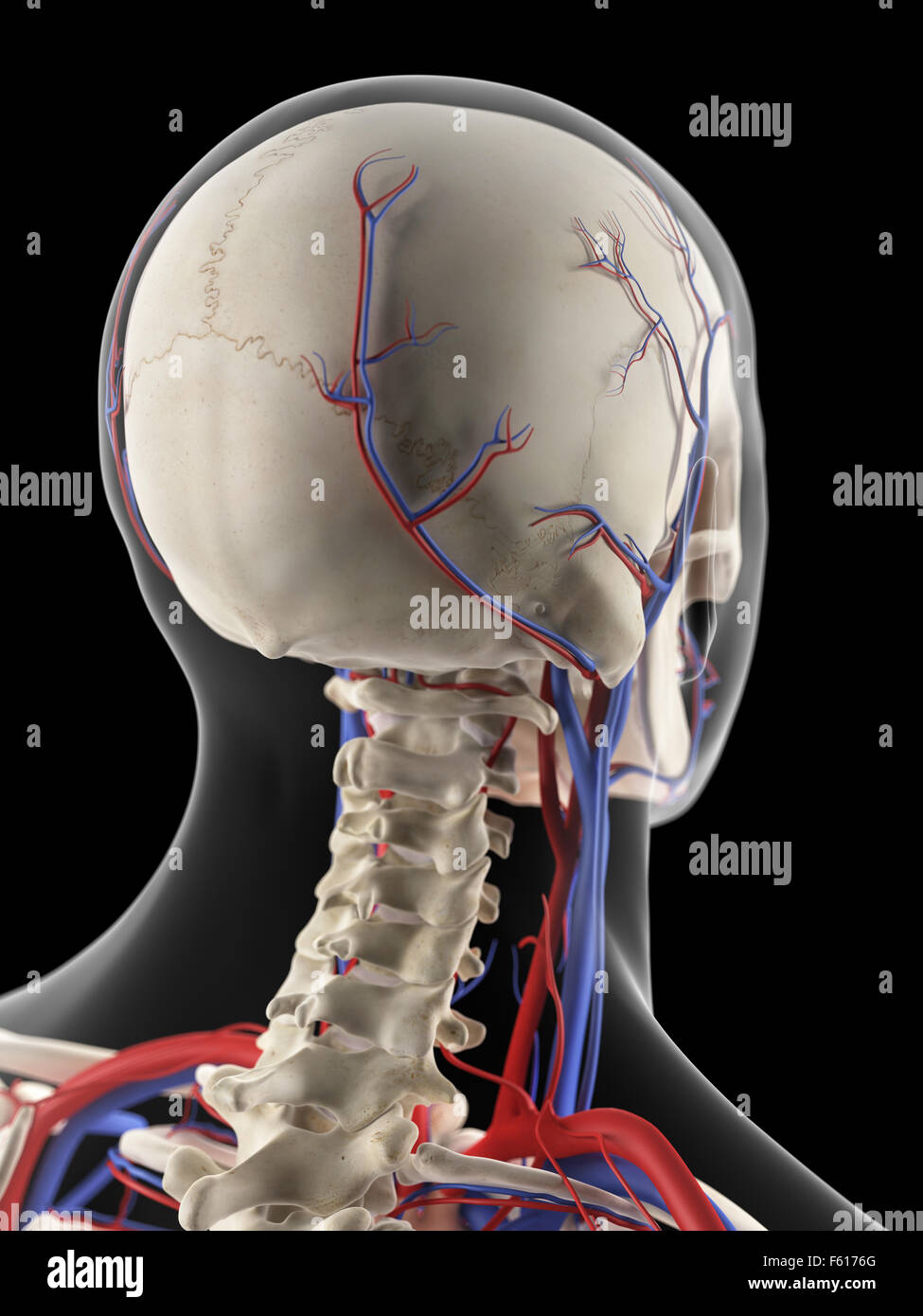 Neck arteries -Fotos und -Bildmaterial in hoher Auflösung – Alamy