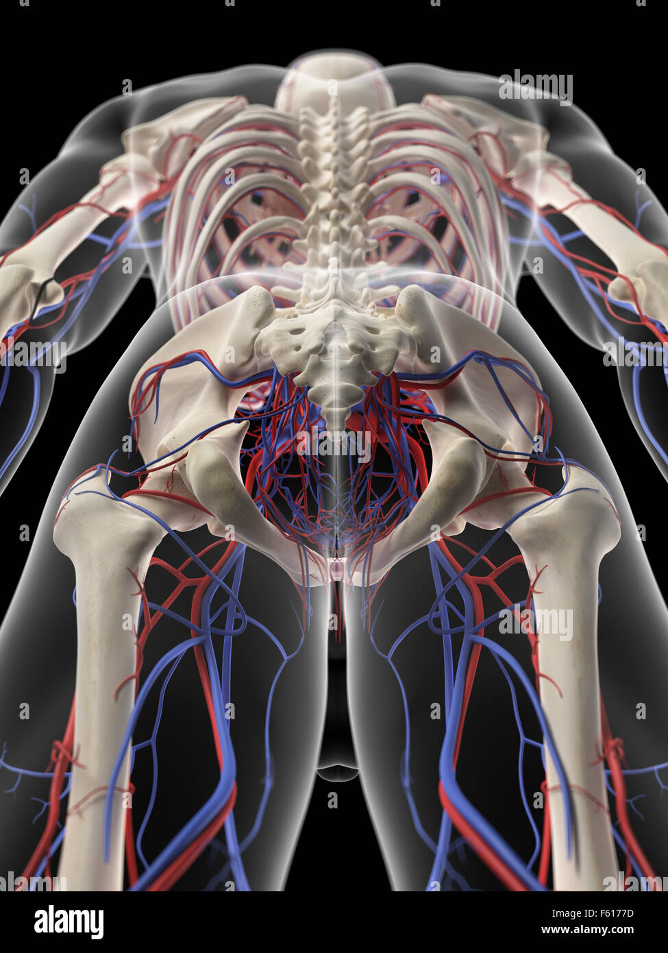 Menschliche beckenknochen -Fotos und -Bildmaterial in hoher Auflösung ...