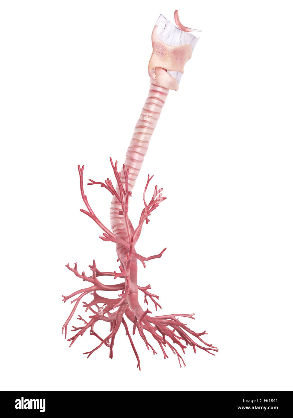 Organe larynx bronchien biologie anatomie Ausgeschnittene Stockfotos ...