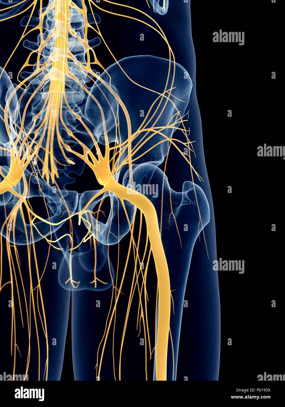 Anatomie hüfte -Fotos und -Bildmaterial in hoher Auflösung – Alamy