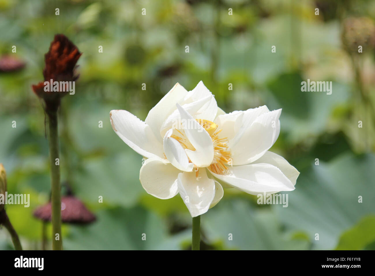 White lotus flower -Fotos und -Bildmaterial in hoher Auflösung – Alamy