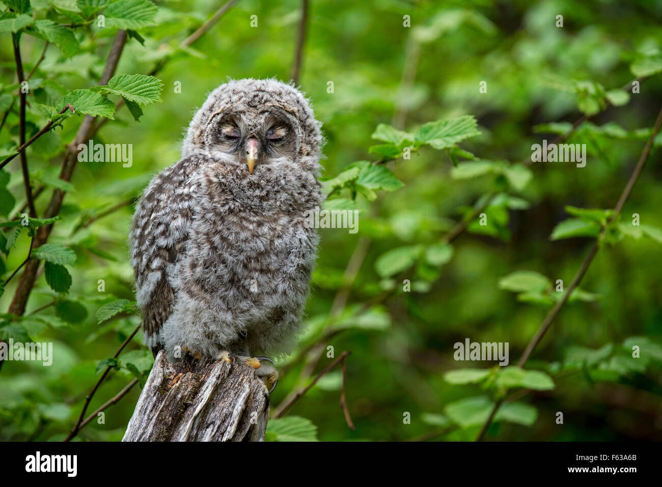 Baby Eulen Stockfotos und -bilder Kaufen - Alamy