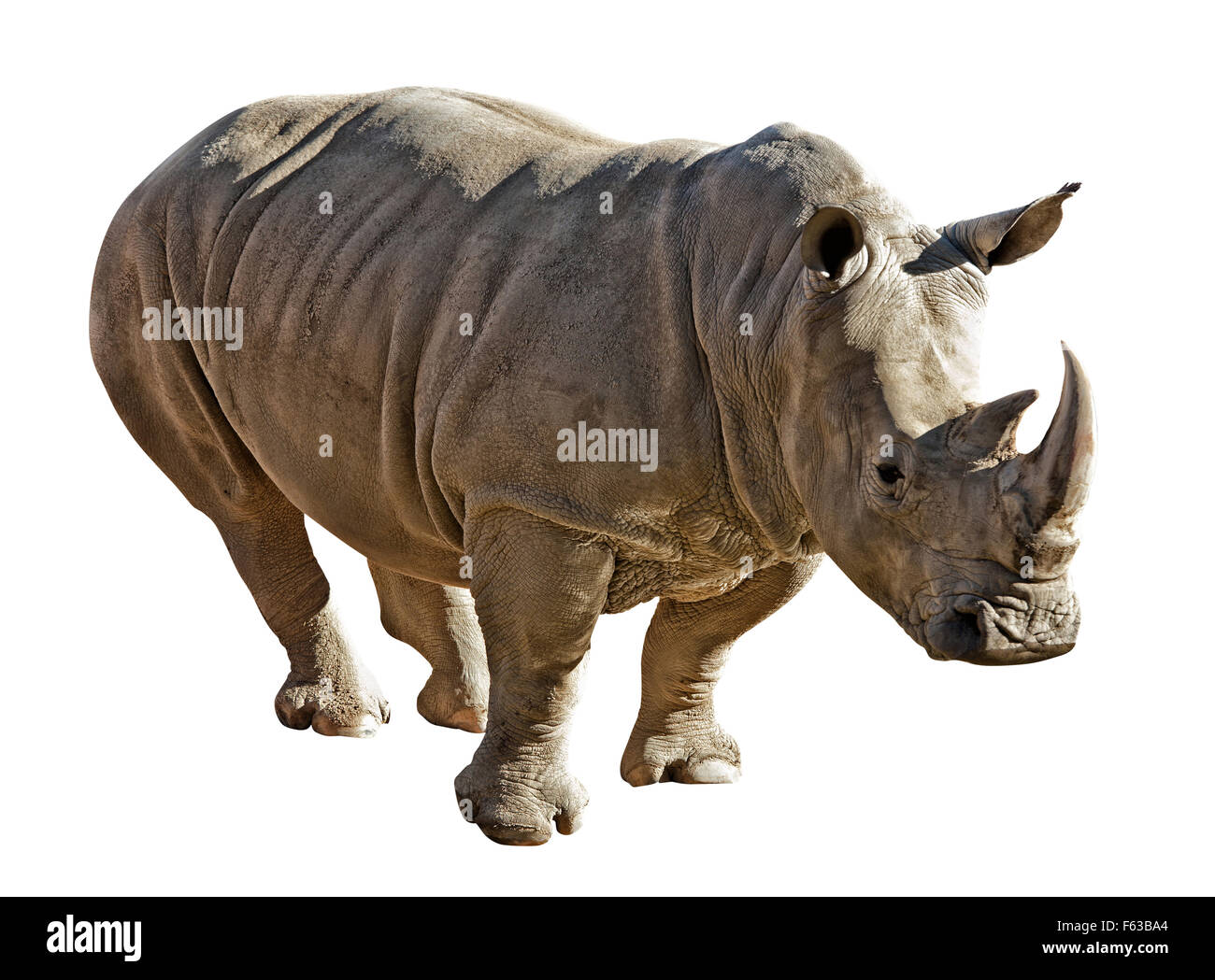 Massive rhino horn -Fotos und -Bildmaterial in hoher Auflösung – Alamy