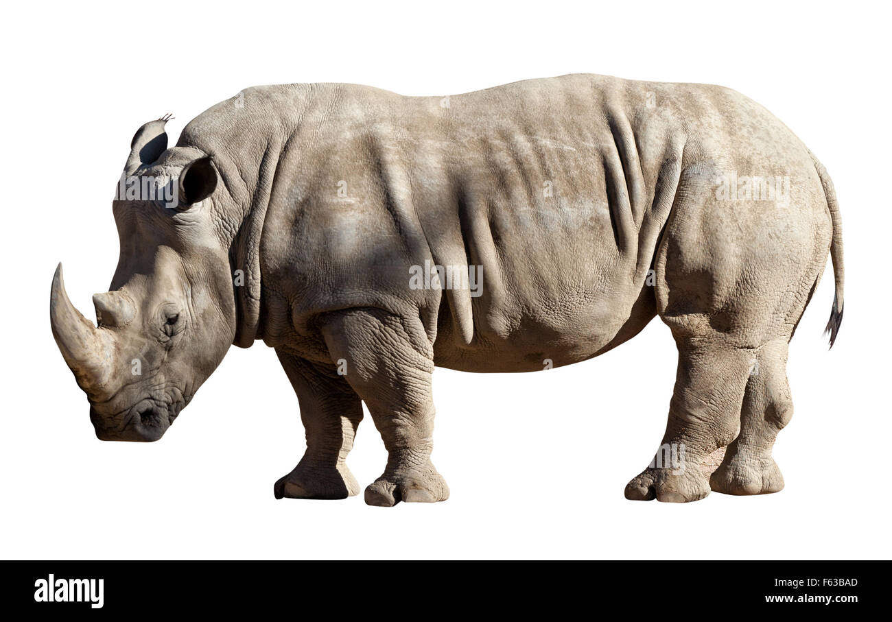 Massive rhino horn -Fotos und -Bildmaterial in hoher Auflösung – Alamy