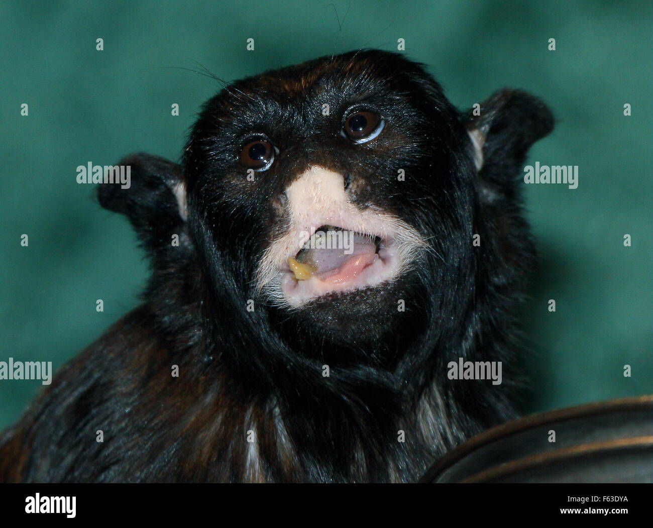 Saguinus labiatus -Fotos und -Bildmaterial in hoher Auflösung – Alamy