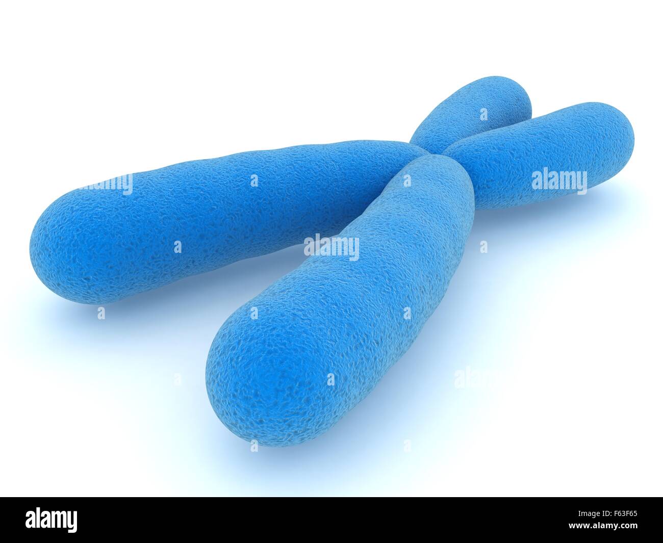 Chromosomale Chromatiden Stockfotos und -bilder Kaufen - Alamy