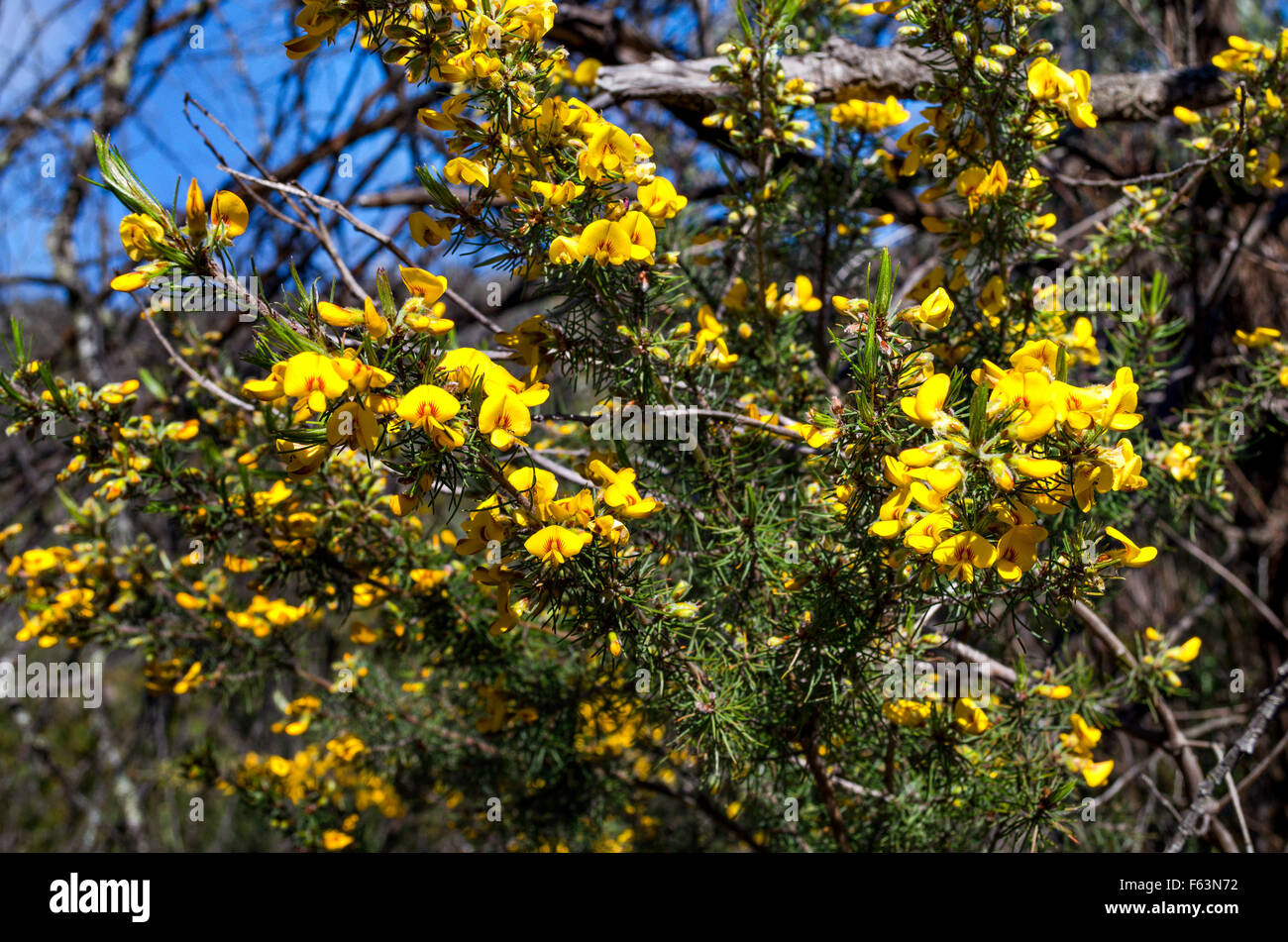 Stacheliger strauch -Fotos und -Bildmaterial in hoher Auflösung – Alamy