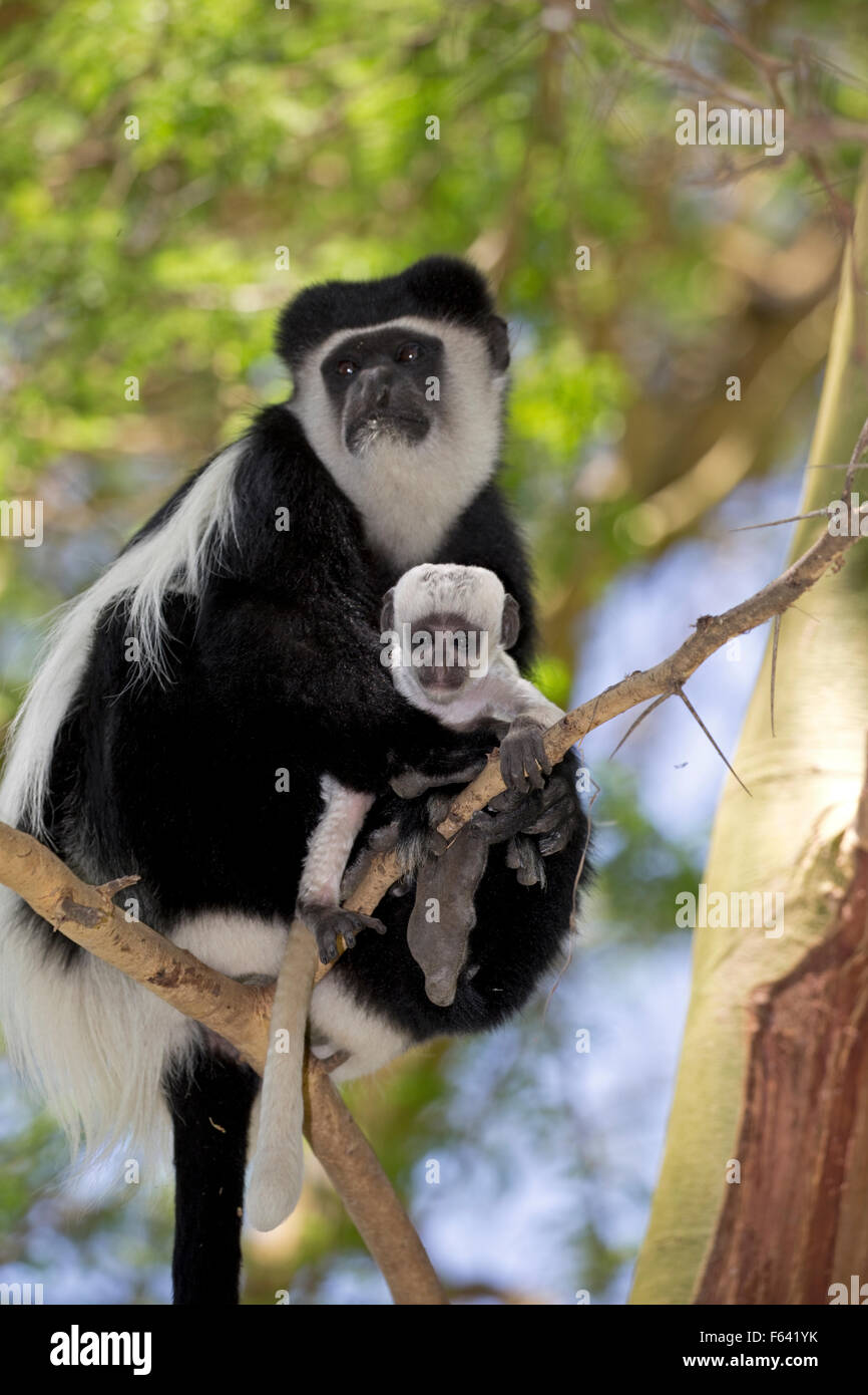 Colobus affe und baby -Fotos und -Bildmaterial in hoher Auflösung – Alamy