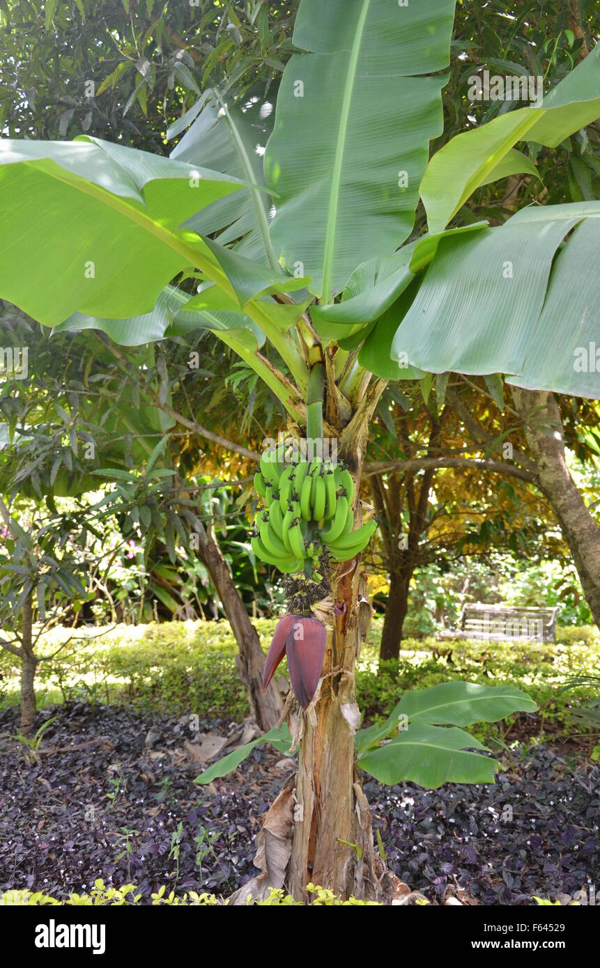 Banana tree -Fotos und -Bildmaterial in hoher Auflösung – Alamy