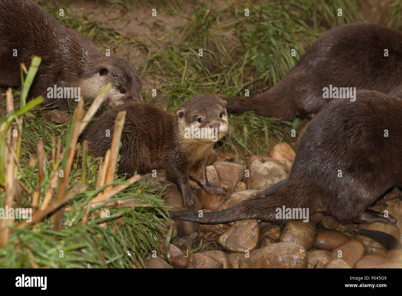 Baby asiatischer kleiner krallenotter -Fotos und -Bildmaterial in hoher Auflösung – Alamy