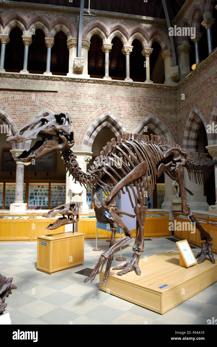 Dinosaurier-Knochen. Oxford University Museum of Natural History ...
