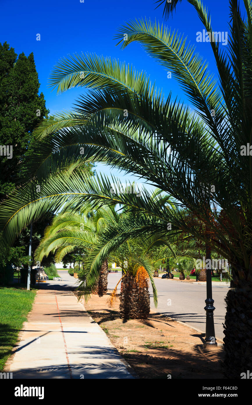 Ananas palme -Fotos und -Bildmaterial in hoher Auflösung – Alamy