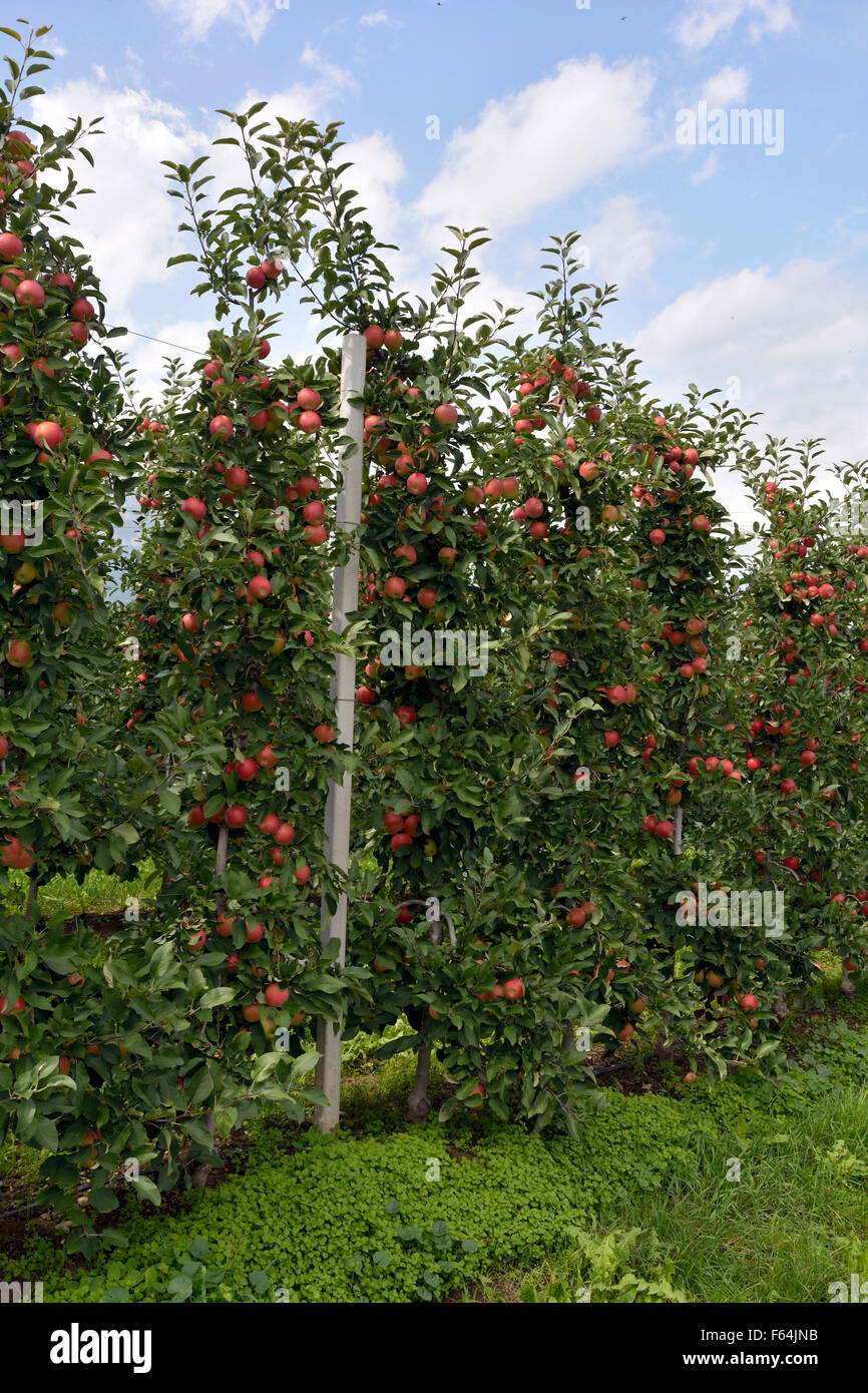Apple plantation -Fotos und -Bildmaterial in hoher Auflösung – Alamy