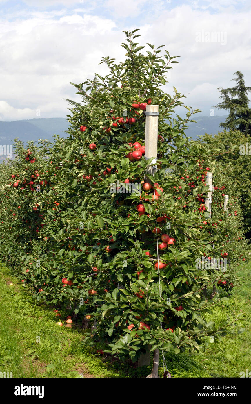 Alto adige italy bolzano apple -Fotos und -Bildmaterial in hoher ...