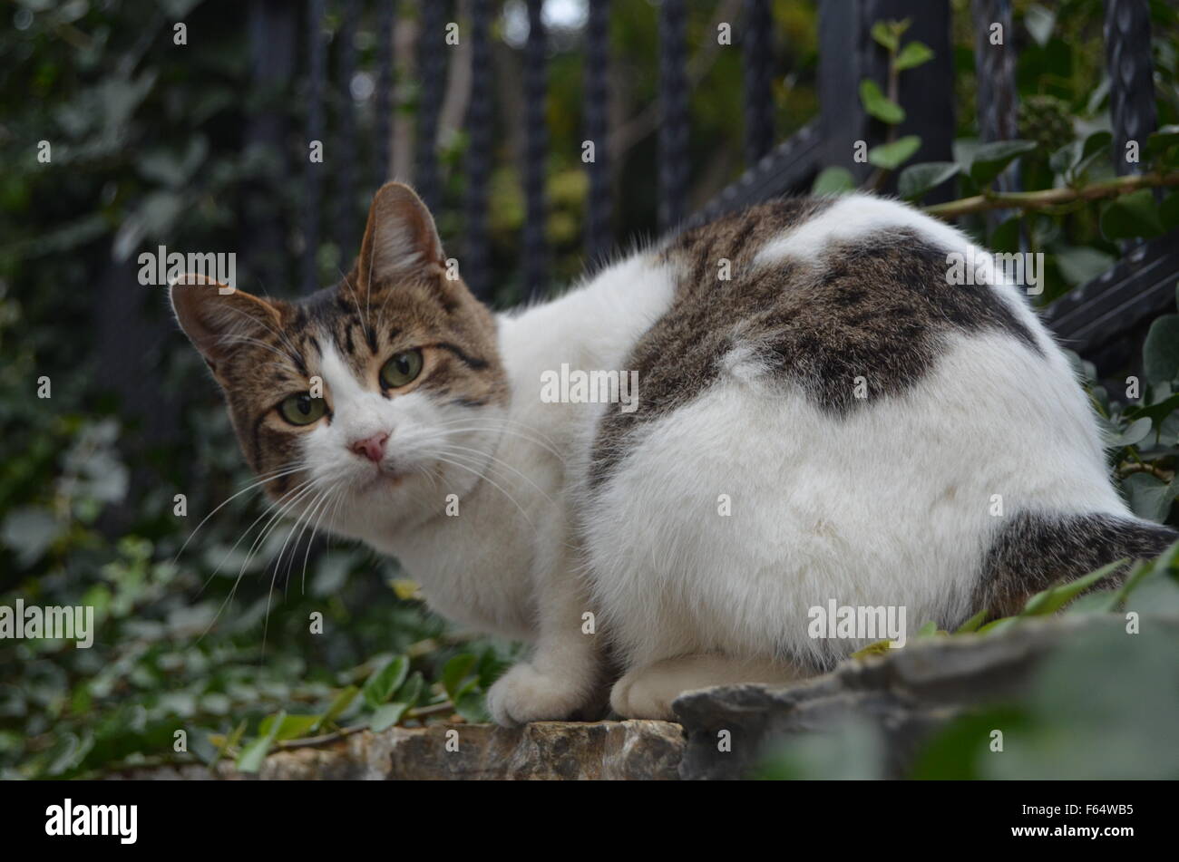 Unschuldiger blick -Fotos und -Bildmaterial in hoher Auflösung – Alamy