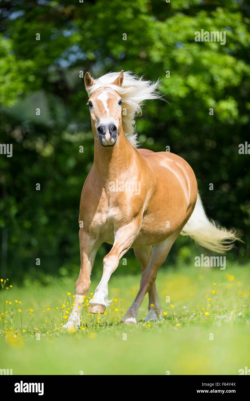 Haflinger Pferd. Chestnut Wallach im Galopp auf der Weide. Deutschland ...