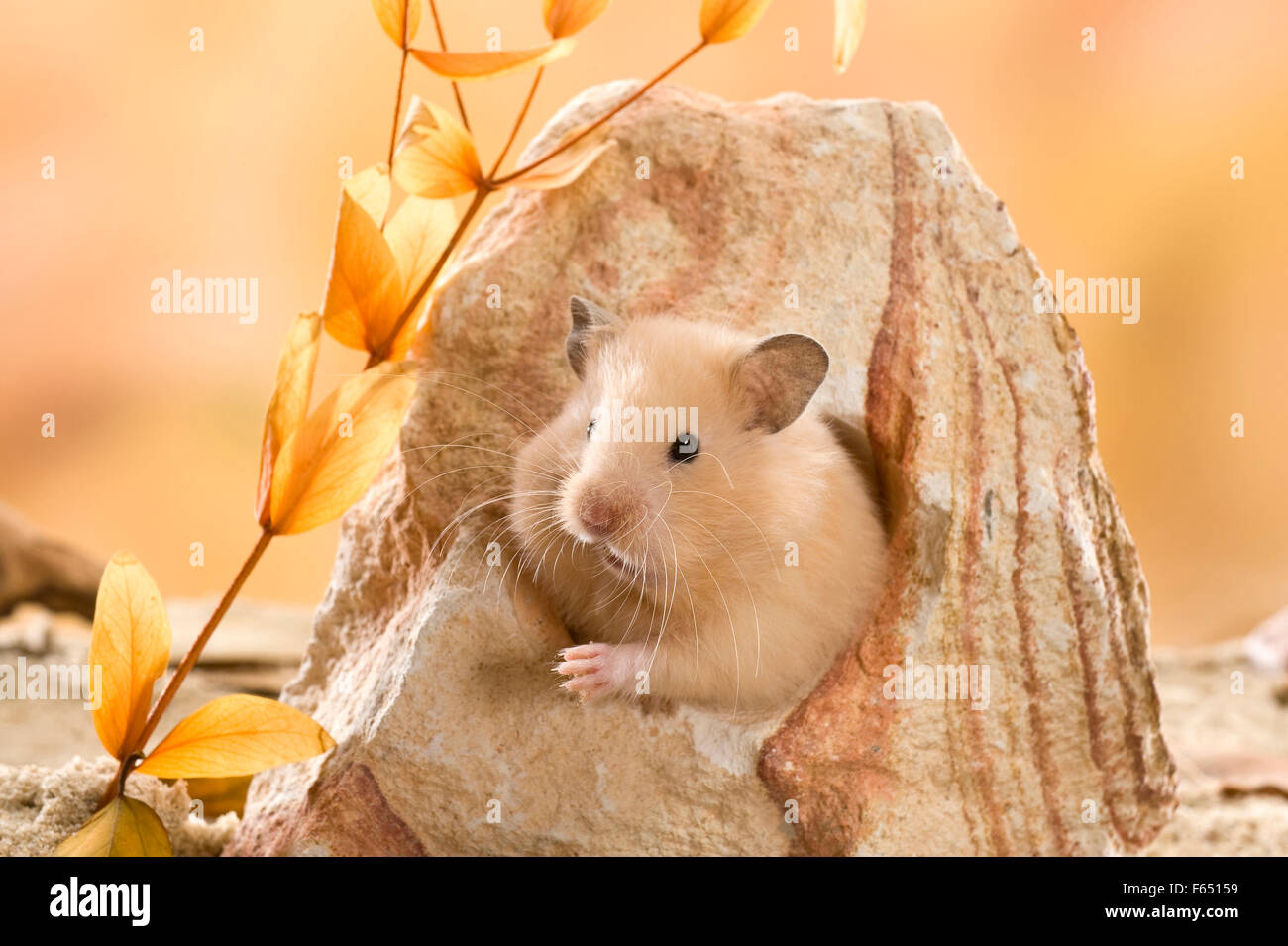 Creme Teddy Hamster Blick aus einem Loch im Felsen. Deutschland ...