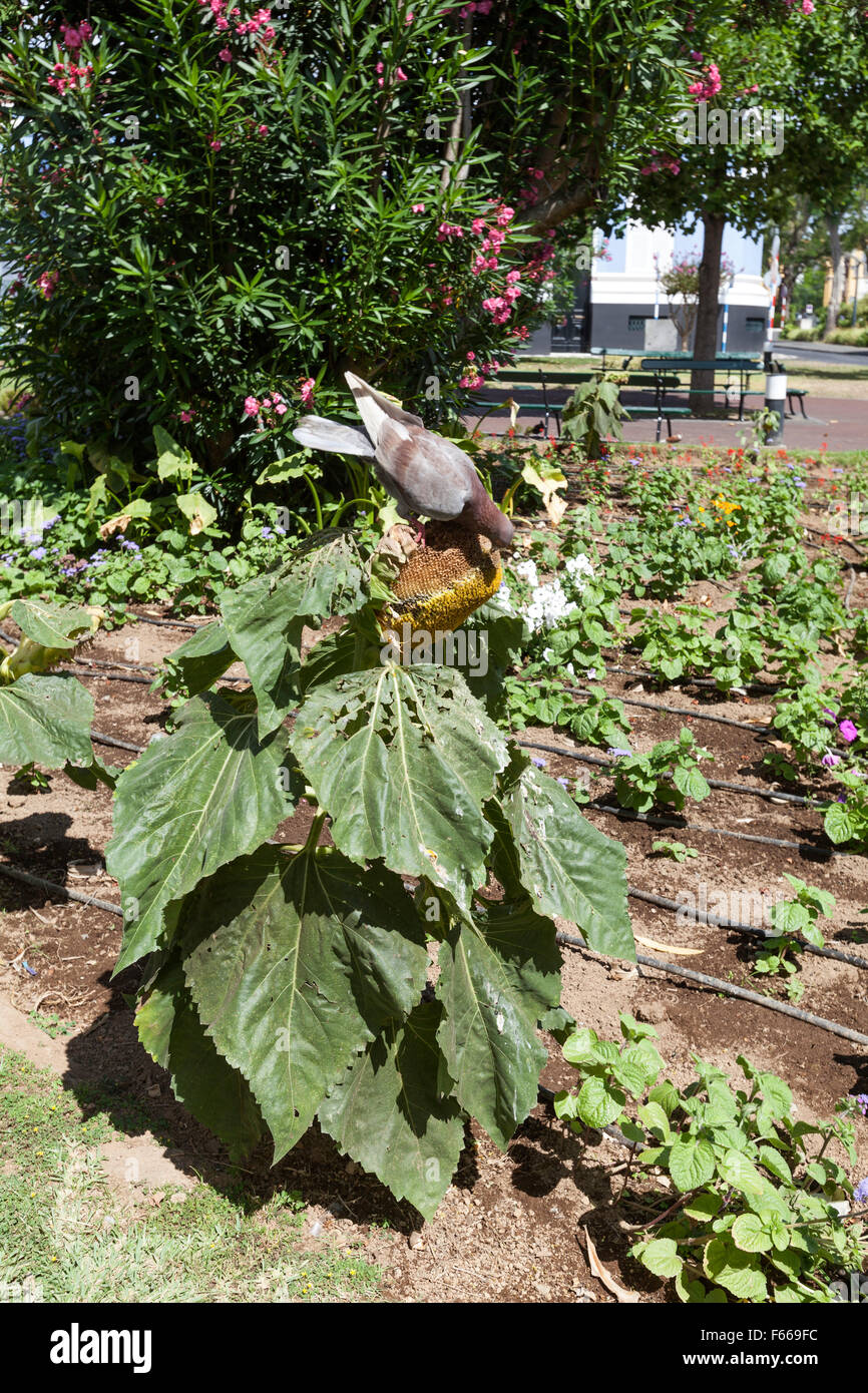 Taube Essen eine Sonnenblume in Ponta Delgada Park, São Miguel, Azoren ...