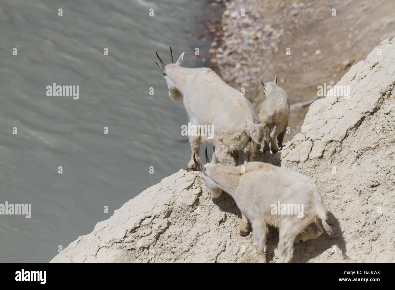 Bergziege kanada -Fotos und -Bildmaterial in hoher Auflösung – Alamy