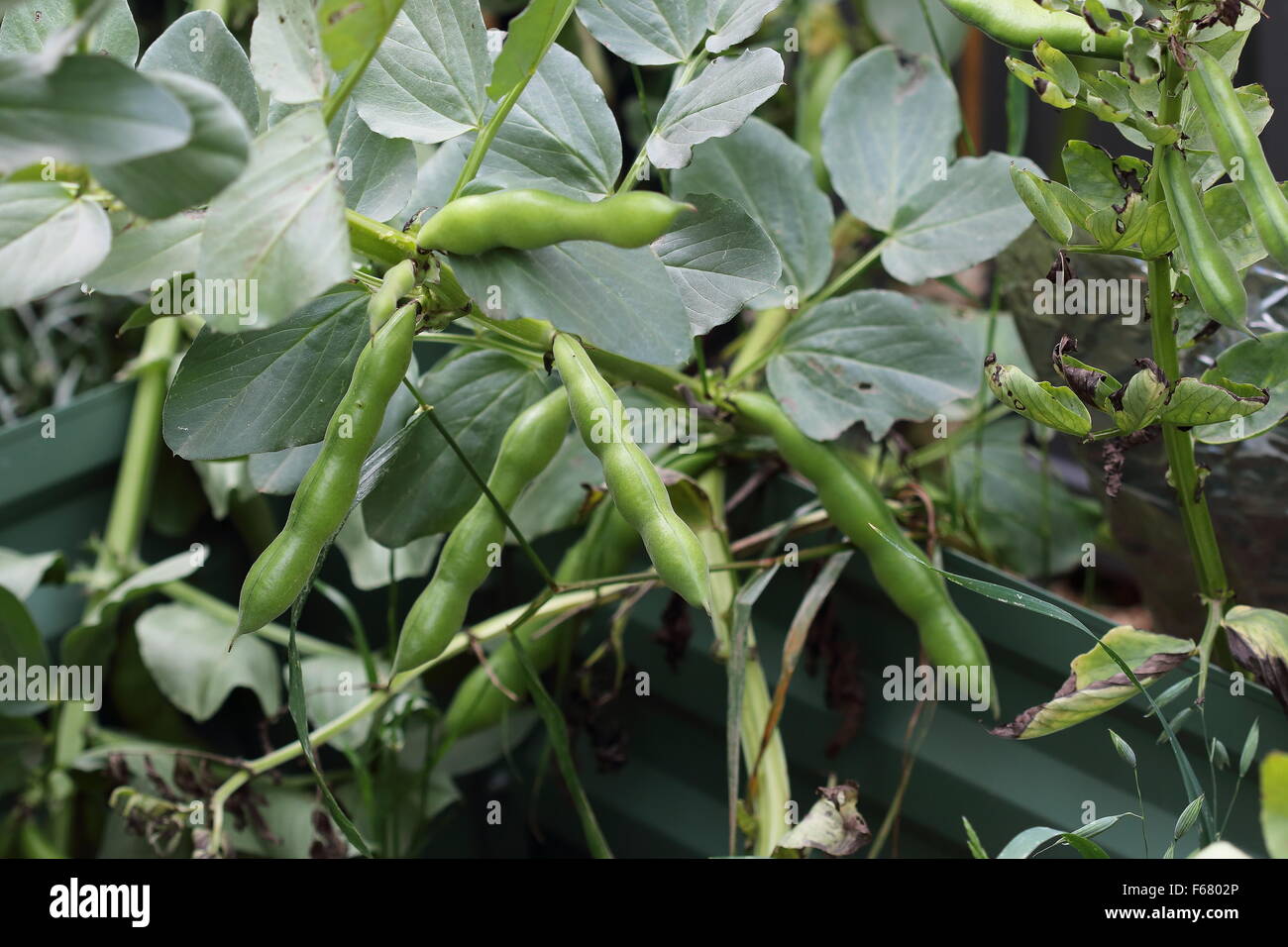Grüne Bohnen oder Saubohnen Pflanze Stockfotografie - Alamy