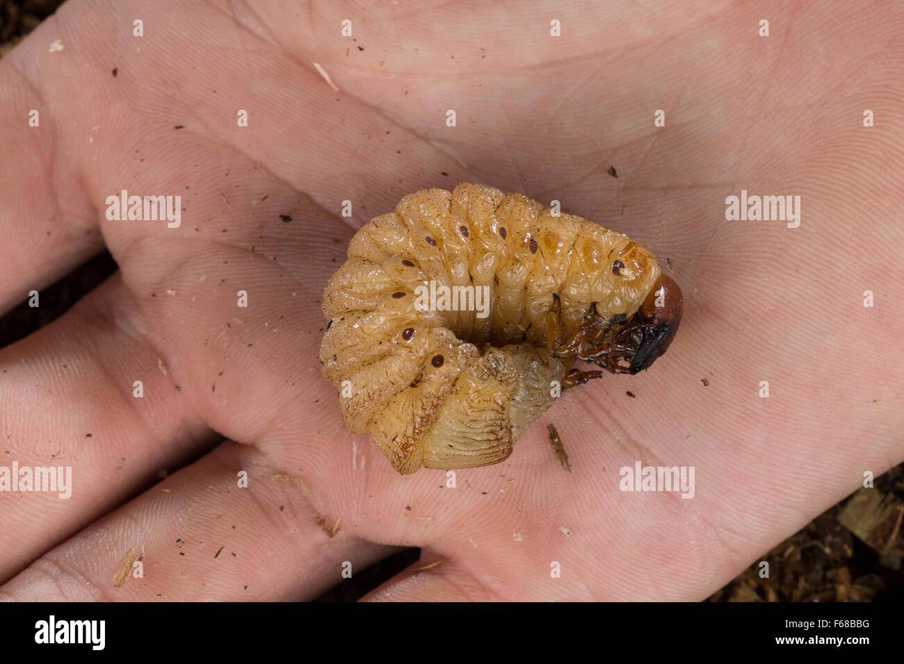 Europäische Nashornkäfer, Larve, Larven, grub, Nashornkäfer, Larve ...