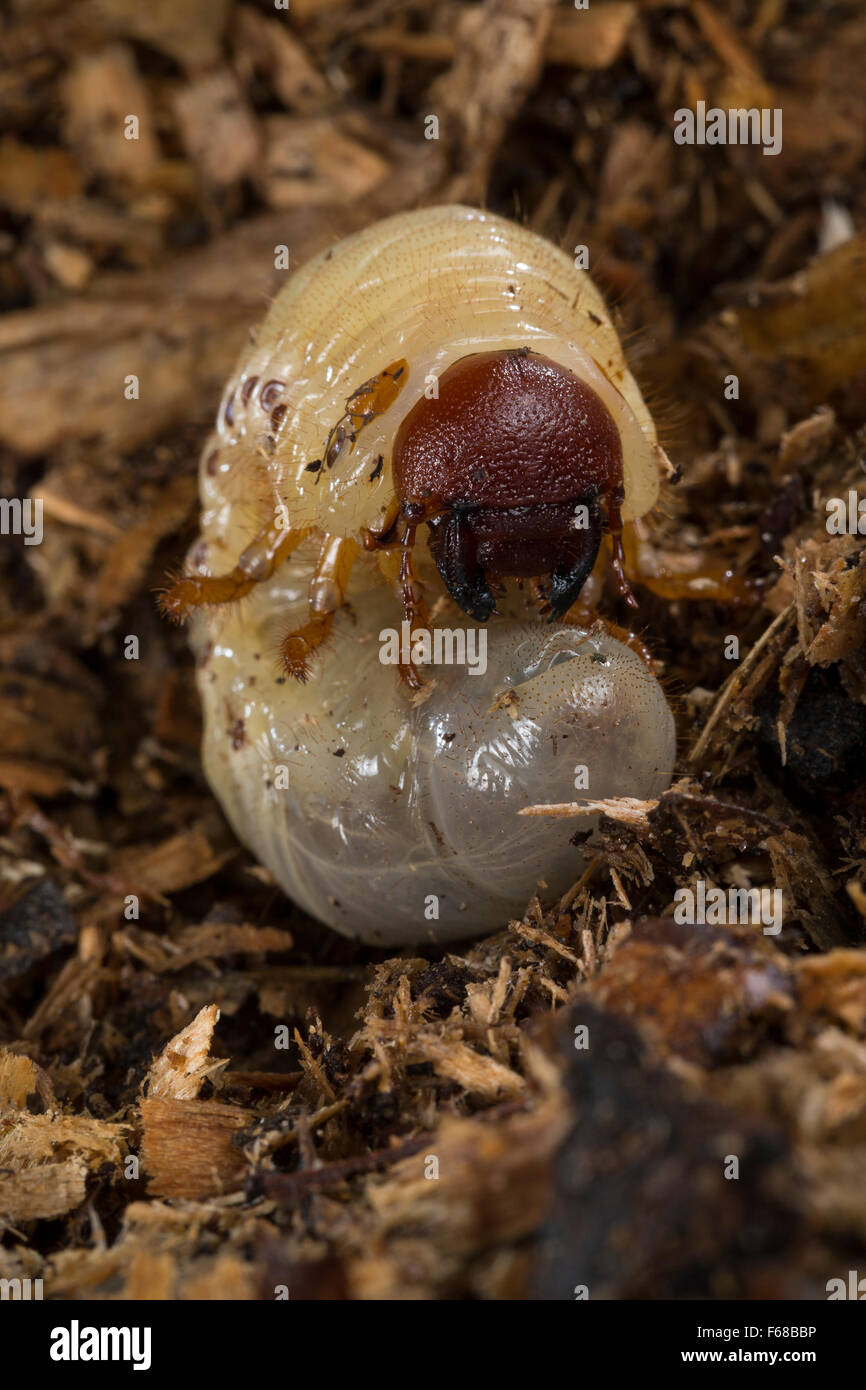 Europäische Nashornkäfer, Larve, Larven, grub, Nashornkäfer, Larve ...
