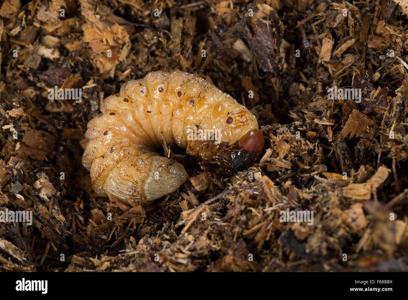 Europäische Nashornkäfer, Larve, Larven, grub, Nashornkäfer, Larve ...