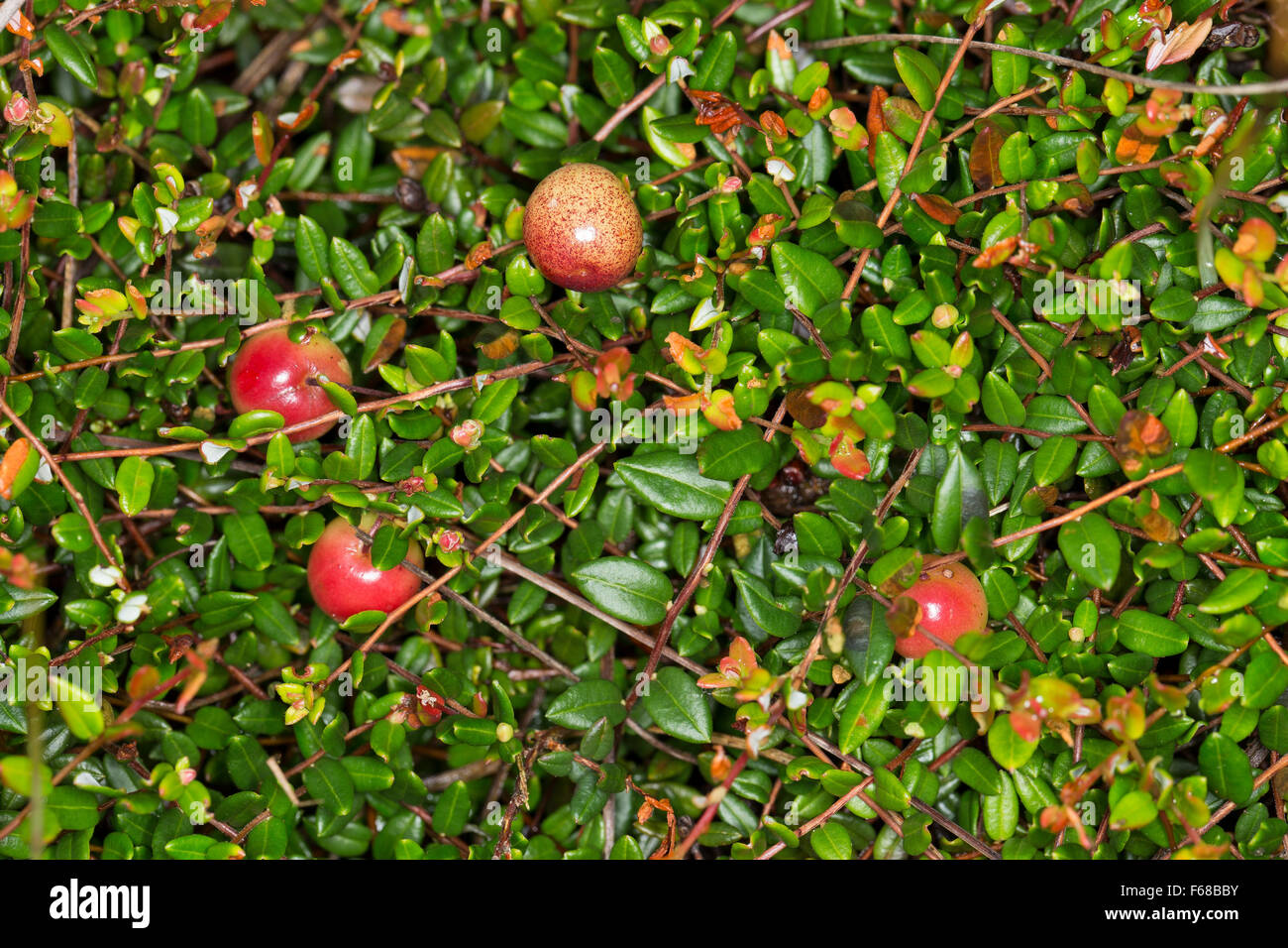 Einkaufszentrum cranberry -Fotos und -Bildmaterial in hoher Auflösung ...