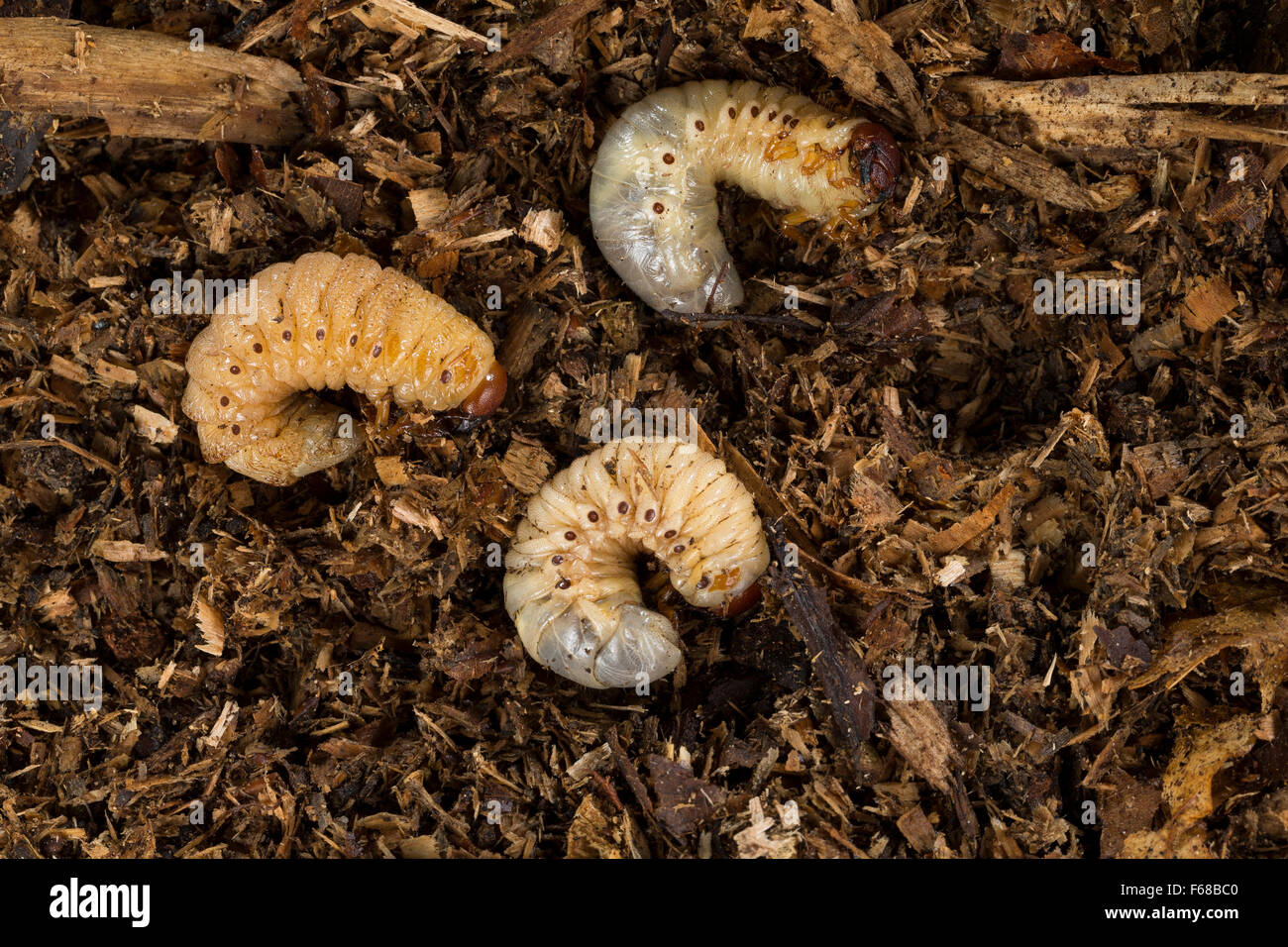 Europäische Nashornkäfer, Larve, Larven, grub, Nashornkäfer, Larve ...