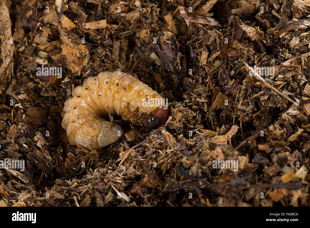 Europäische Nashornkäfer, Larve, Larven, grub, Nashornkäfer, Larve ...