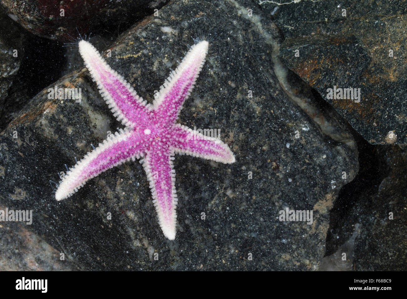 Mullers seestern -Fotos und -Bildmaterial in hoher Auflösung – Alamy