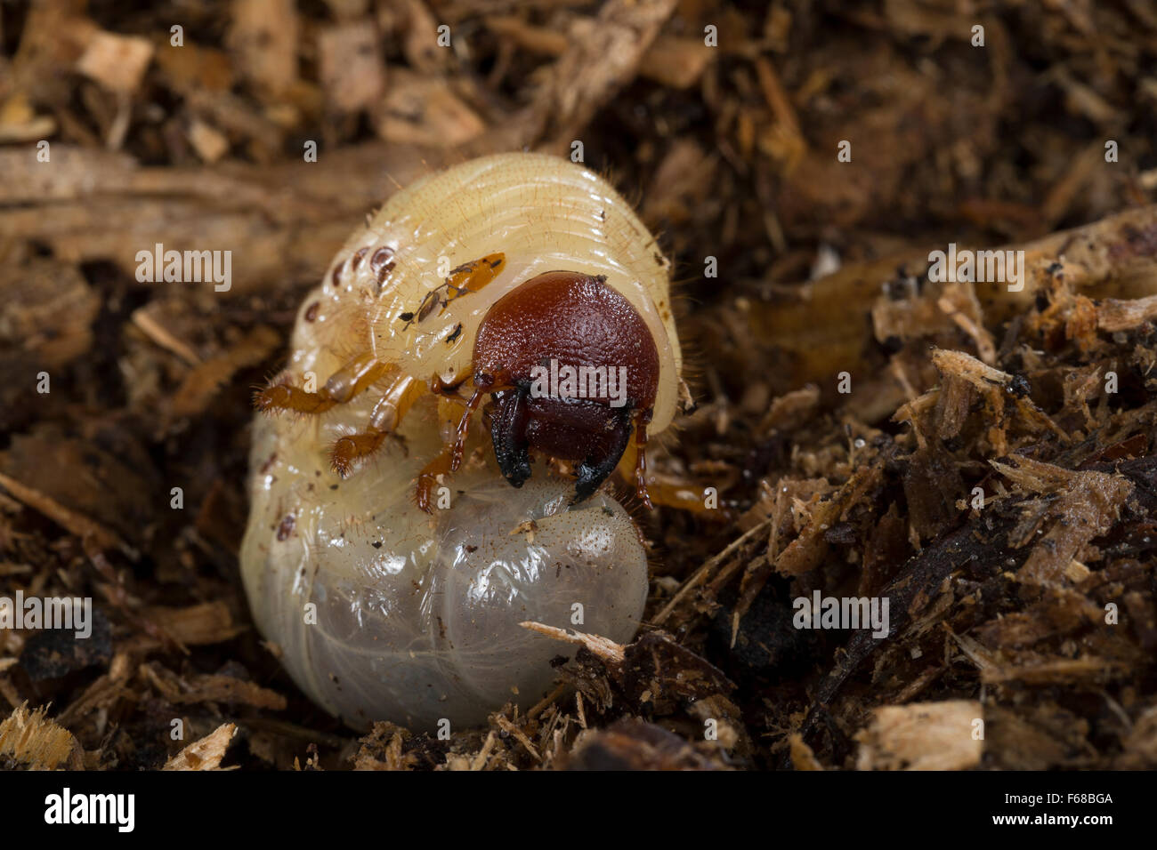 Europäische Nashornkäfer, Larve, Larven, grub, Nashornkäfer, Larve ...
