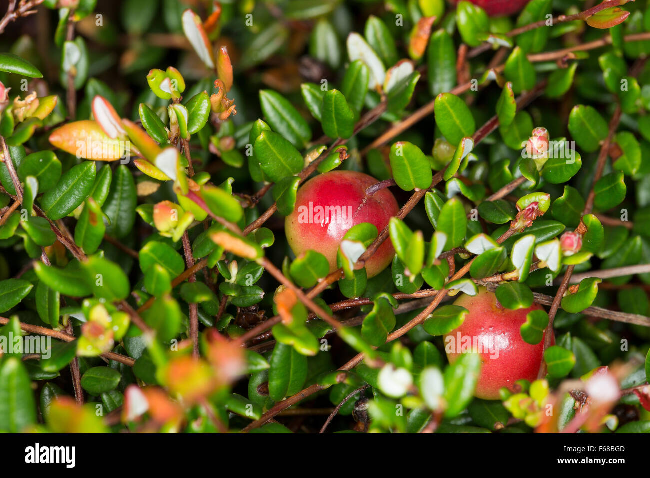 Gewöhnliche moosbeere -Fotos und -Bildmaterial in hoher Auflösung – Alamy
