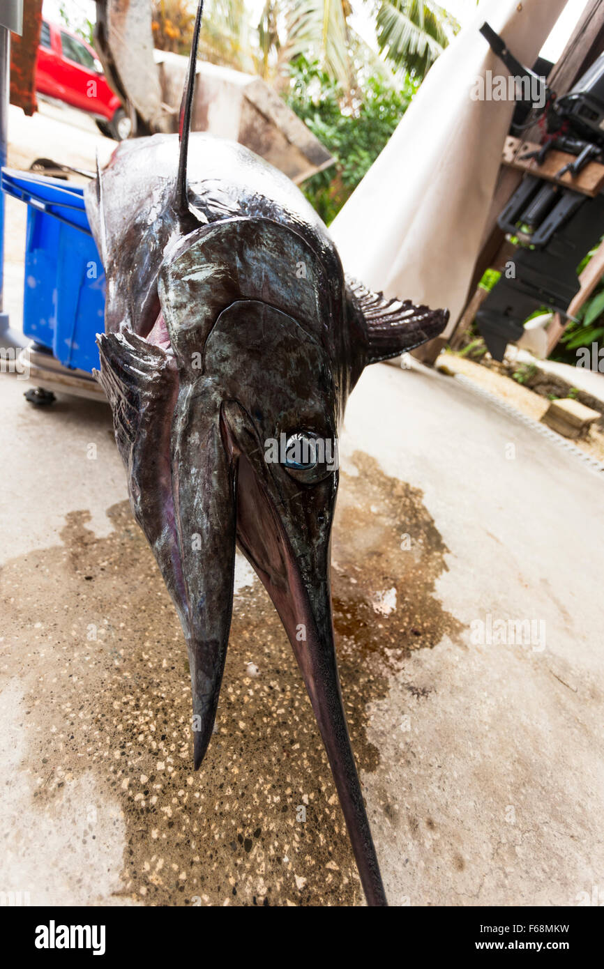 Blauer Segelfisch Stockfotos und -bilder Kaufen - Alamy