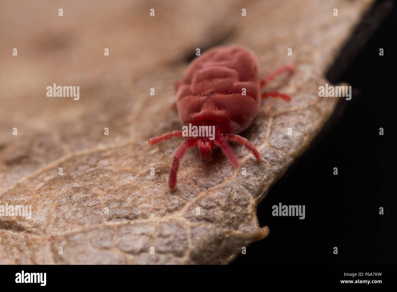 Red coloring -Fotos und -Bildmaterial in hoher Auflösung – Alamy