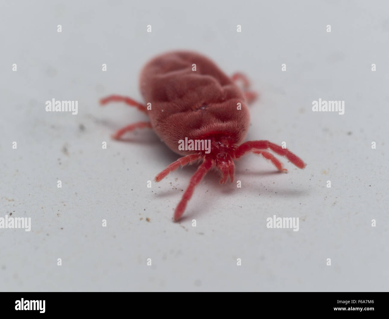 Winzige rote samt Milbe ist leuchtend rot und sieht aus wie ein Fuß ...