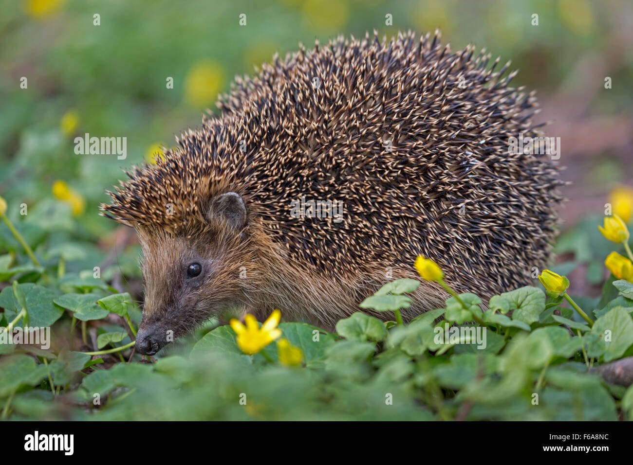 Gemeinsame igel -Fotos und -Bildmaterial in hoher Auflösung – Alamy