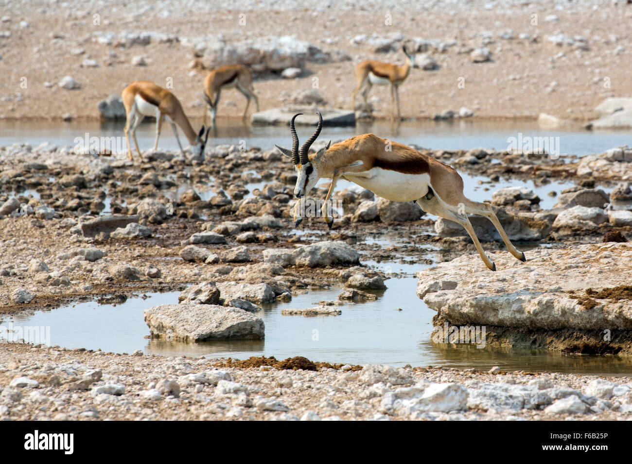 Springbok springen Wasserloch am Etosha Nationalpark, Namibia, Afrika ...