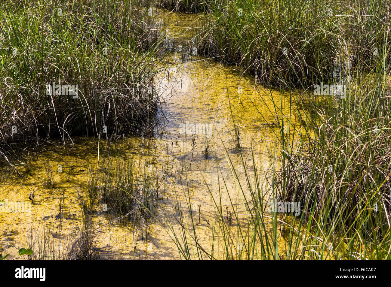 Sumpf im Everglades, Florida Stockfotografie - Alamy