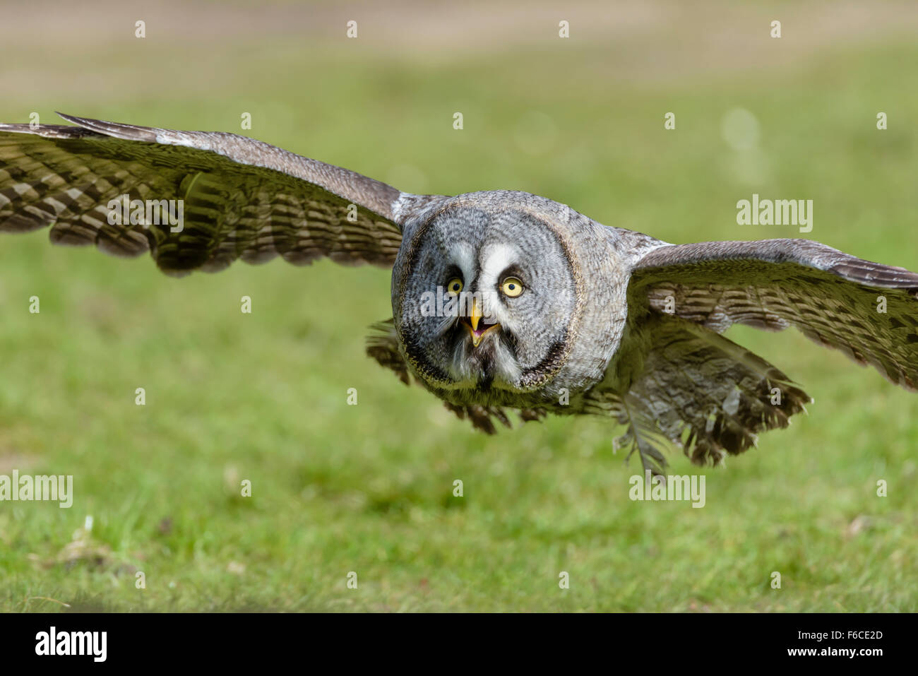 Groß graue eule -Fotos und -Bildmaterial in hoher Auflösung – Alamy