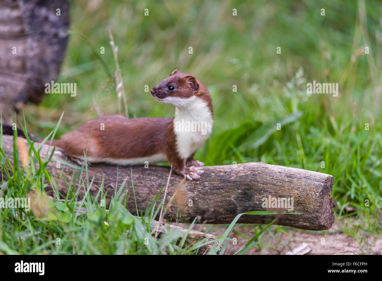 Grosses Wiesel Stockfotos & Grosses Wiesel Bilder - Alamy