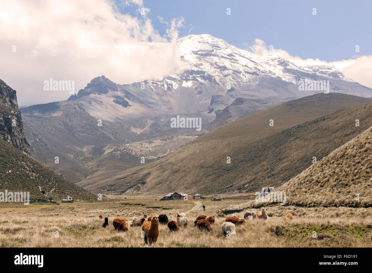 Herde von Lamas im Chimborazo Nationalpark, Südamerika Stockfotografie ...