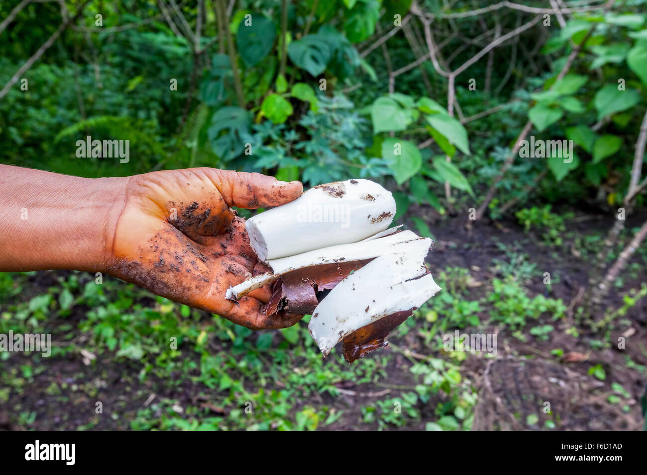 Maniok anbauen -Fotos und -Bildmaterial in hoher Auflösung – Alamy