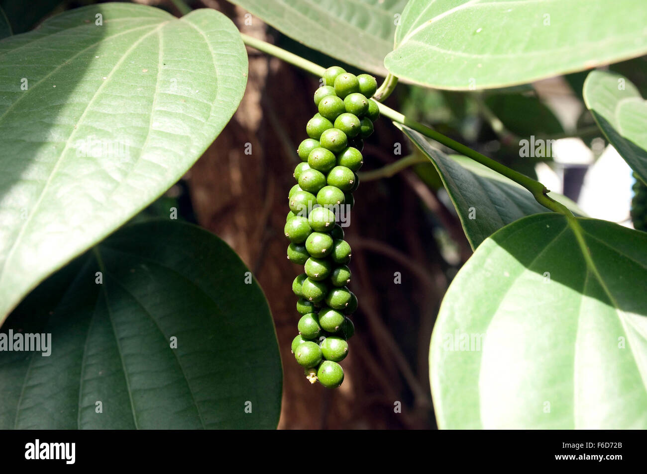 Indien pfeffer pflanzen -Fotos und -Bildmaterial in hoher Auflösung – Alamy